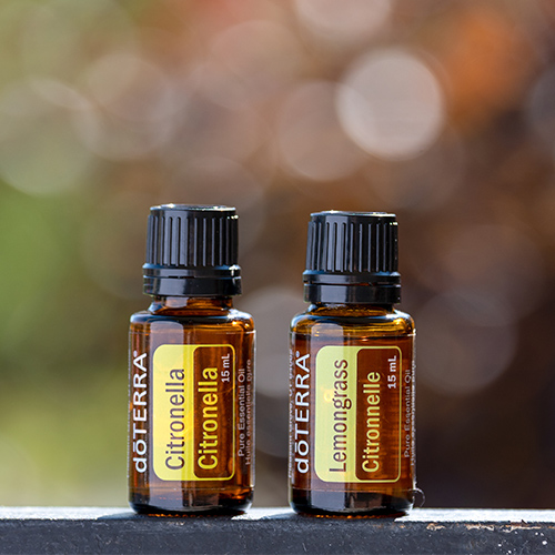 Oil Origins: Get to Know the Grasses | doTERRA Essential Oils